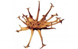 Garra do Diabo e suas propriedades medicinais | Dr. Juliano Pimentel